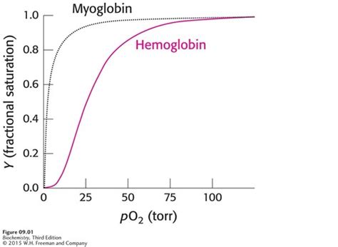 Hemoglobin Flashcards Quizlet