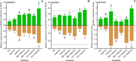 Effects Of Zn Br And Ga On The Expressions Of Zn Chelation And