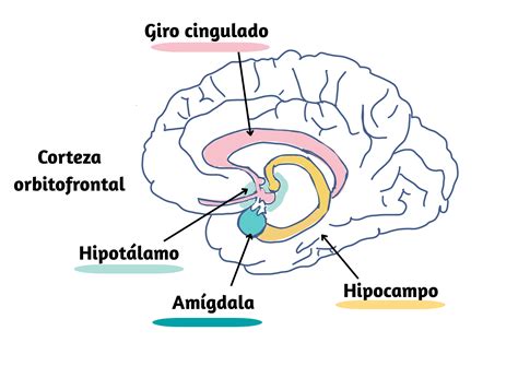 Diagrama Del Cerebro Del Sistema Límbico El Sistema Nervioso