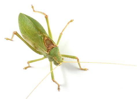 Paracyrtophyllus Robustus Bugguide Net