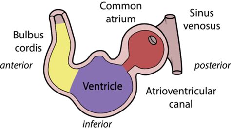 Cardiac Embryology Flashcards Quizlet