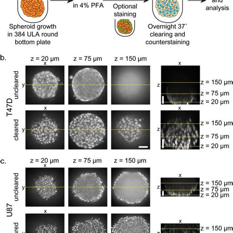 Three Dimensional Cell Culture Amenable Assay Technologies Download