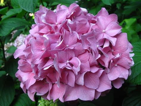 Pivoines Et Macarons Hydrangea Spp Hortensia