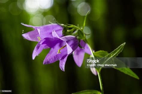 어두운 흐릿한 자연 배경에 꽃이 피는 쐐기풀 잎 도라지의 클로즈업 캄파눌라 트라첼리움 털이 많은 보라색 종소리의 아름다운 디테일은 녹색 잎이있는 줄기에 꽃을 형성했습니다