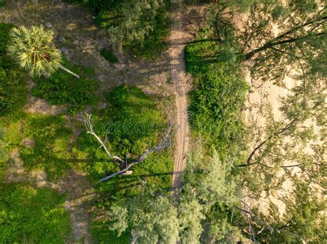 Lush Green Aerial View Pine Trees On Beach Near The Sea Stock Image Image Of Lush Garden