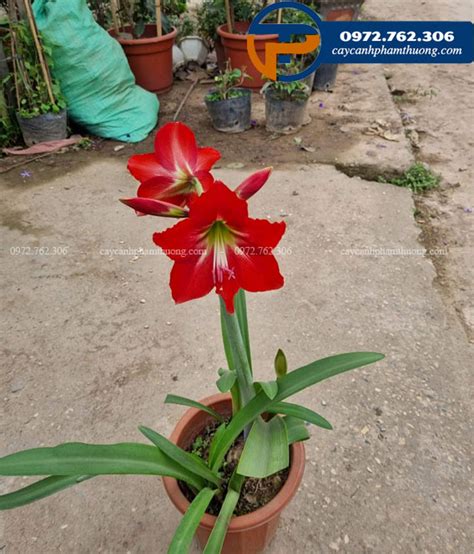 Cây Hoa Loa Kèn đỏ Cây Cảnh Phạm Thương