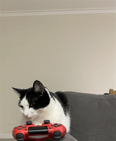 Willow Update R Adelaide