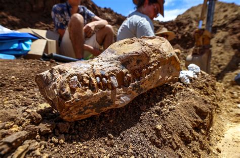 Discovered Fossil Evidence At Kathleen Perry Blog