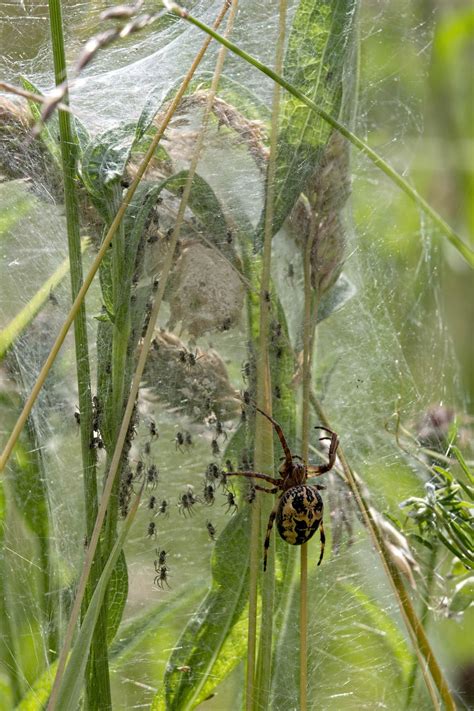 Furrow Orb Weaver With Spiderlings By Kaward