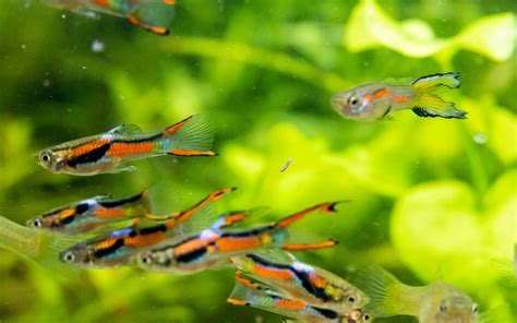 Egzotyczne Rybki Akwariowe Niska Cena Na Allegro