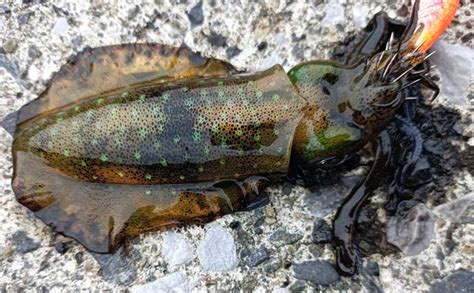 陸っぱりライトルアー釣行でアジにヒラメにアオリイカ【大分・大入島】｜釣りまとめアンテナ