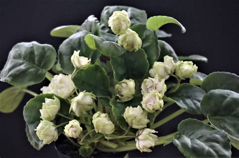 СВ-Город Куйбышев (О.Емельянова) - VIOLETVIOL PLANTS COLLECTION