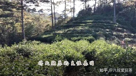 武夷岩茶里的混血儿黄观音 知乎