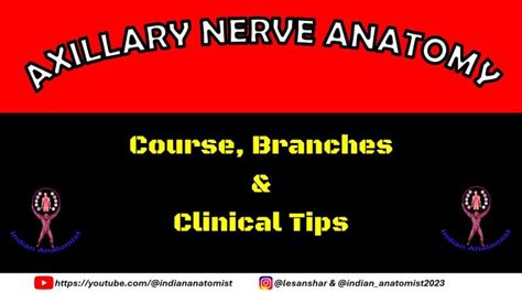 Axillary Nerve Anatomy Course Branches And Clinical Tips Anatomy