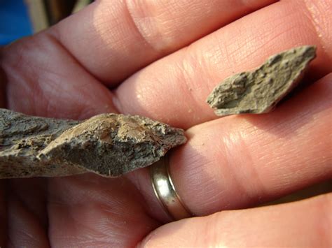 Mississipian Mudstone Fossil Fossil Id The Fossil Forum