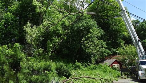 Planting Trees Whats The Proper Tree Space Red Cedar Inc