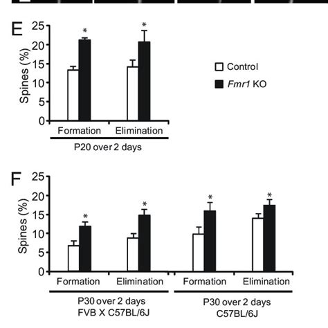 Increased Dendritic Spine Turnover In The Barrel Cortex Of Fmr1 Ko Mice