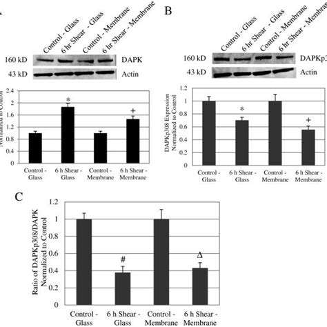 Shear Stress On Cells Plated On Membrane Induced Apoptosis Similar To