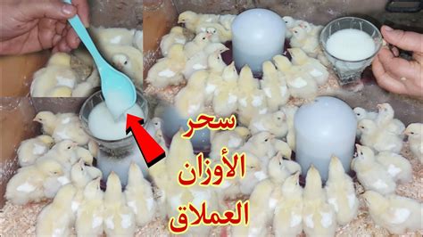 عمر 5 ايام كنز رباني في بيتك سحر الاوزان العملاقة هتقضى على جميع انواع