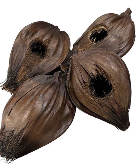 Nipa Pod Kje Aquatics