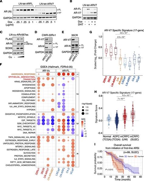 Jci Androgen Receptor Splice Variants Drive Castration Resistant