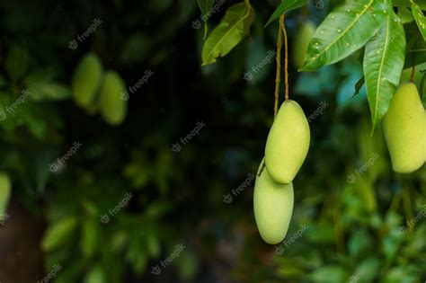 햇빛 배경 수확 과일 태국 정원 농장에서 망고 나무에 매달려 신선한 녹색 망고 닫습니다 프리미엄 사진