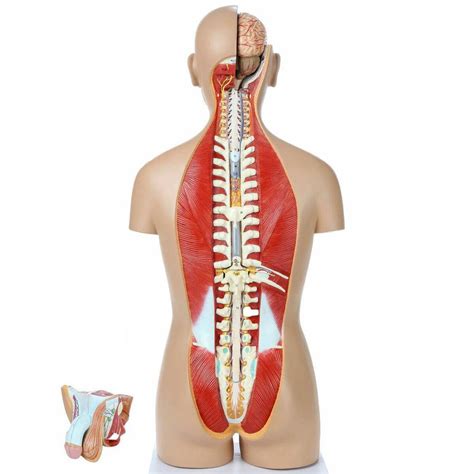 Evotech Scientific Deluxe Dual Sex Detailed Life Size Torso Human Body