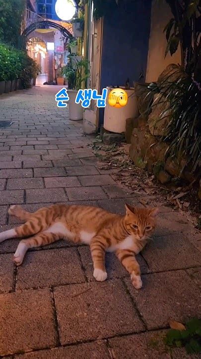 사연많은 고양이 🐱s H O R T Youtube