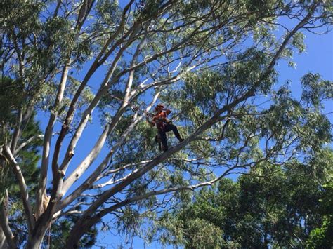 Services JC Tree Services