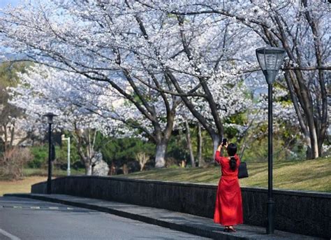 穿林而过到春天来 澎湃号政务 澎湃新闻 The Paper