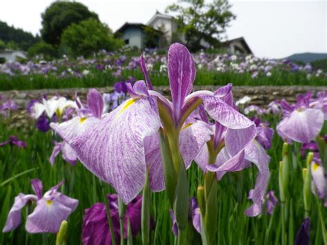 四国の自然情報 愛媛県大洲市稲積 花菖蒲園 2013 稲積の棚田の小道