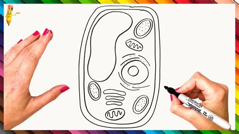 Plant Cell Drawing Step By Step Guide