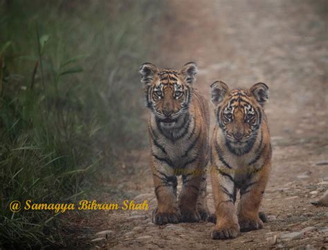 चितवनमा देखियो बाघको दुर्लभ दृश्य आमासँग खेल्दै दुई डमरू भिडियोसहित