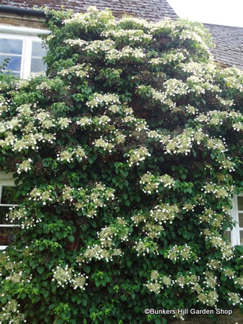 Hydrangea Petiolaris Climbing Hydrangea 3l Bunkers Hill Plant Nursery