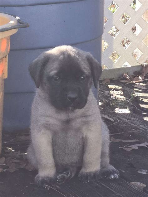 Adorable Akc English Mastiff Puppies