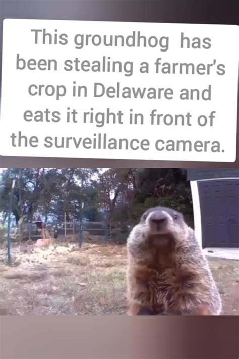 Groundhog Has Been Stealing A Farmer S One News Page VIDEO