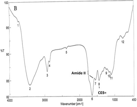 Infrared Spectrum Of Binding N2 Showing The Shift In Amide Ii Intensity Download Scientific
