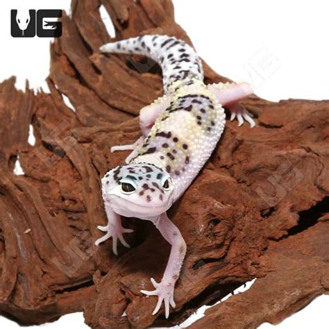 Juvenile Leopard Geckos Eublepharis Macularius For Sale Underground Reptiles