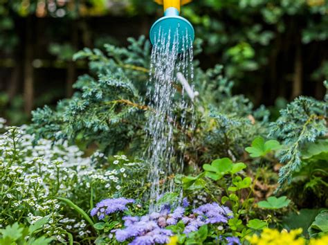How Often Should I Water My Plants In The Summer Simply Trees