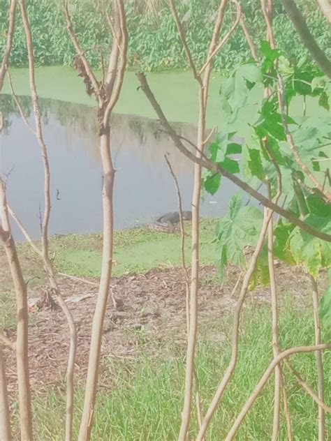 Crocodile Seen In The Pond Of Village Daheli Aligarh Aligarh News