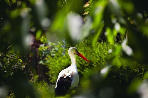 Cigogne Oiseau Le Bec Photo Gratuite Sur Pixabay Pixabay