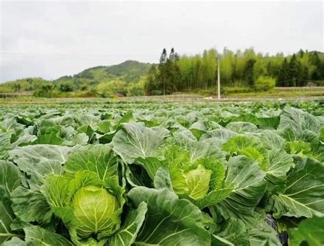【青年干部“四下基层”实践锻炼】“身”入基层献良策，凝心聚力再出发澎湃号·政务澎湃新闻 The Paper
