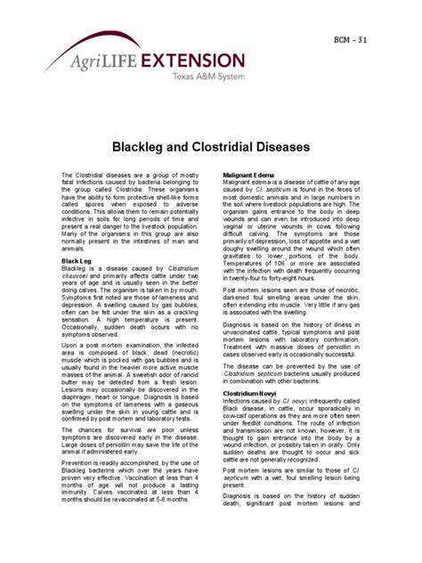 Beef Blackleg Clostridial Diseases Download Free Pdf Infection Cattle