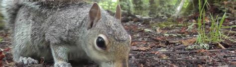 Do Squirrel Chew On Electrical Wires Why And What Are The Risk
