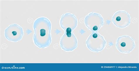 The Graph Shows In 5 Steps The Division Of A Cell Vector Image Stock Vector Illustration Of