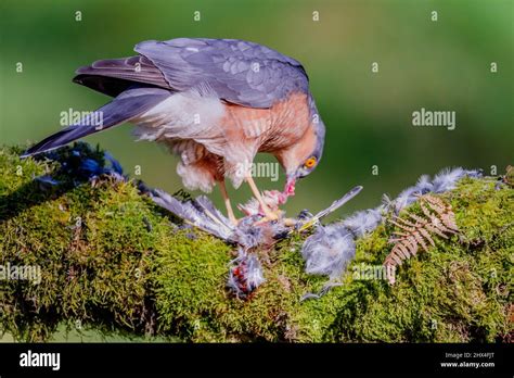 Bird Of Prey Sparrowhawk Accipiter Nisus Also Known As The