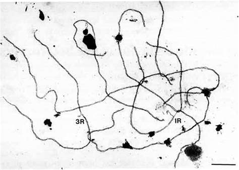 Electron Microphotograph Of Silver Stained Pachytene SCs In Rye Download Scientific Diagram