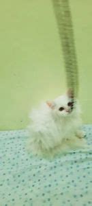 Cats For Sale in Kolkata, WB | Petzlover