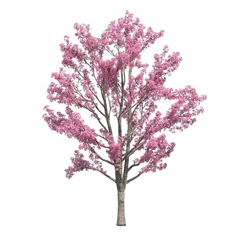 Premium Photo Deciduous Tree Isolated On White Background 3d