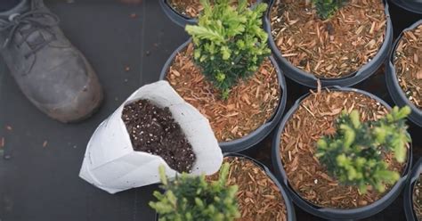 How To Take A Potting Soil Sample Eurofins Agro